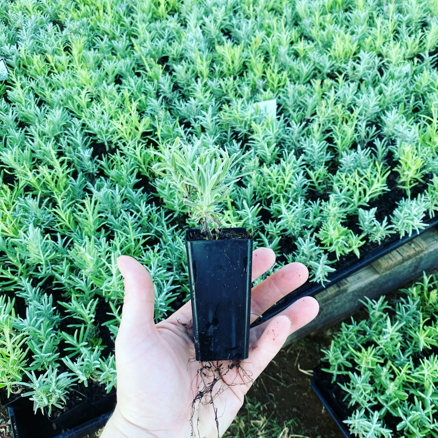 Lavender farm near Toowoomba — Windy Acres