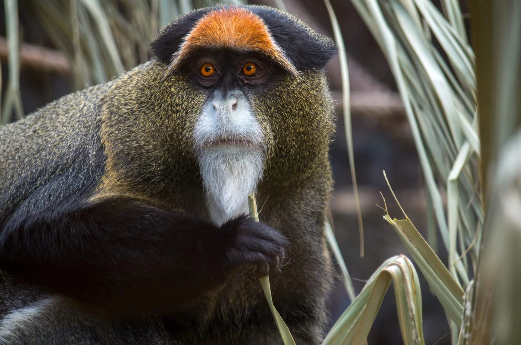 Central African Animals