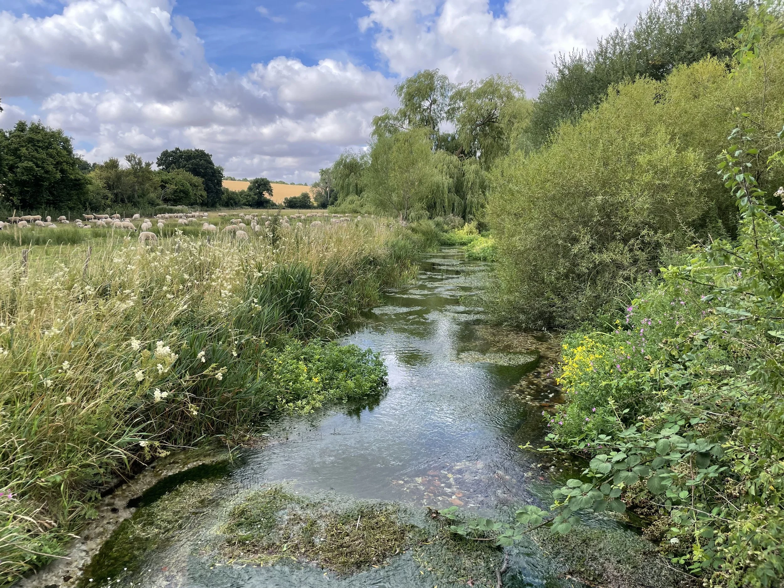 Hosepipe Bans — Caroline Loup