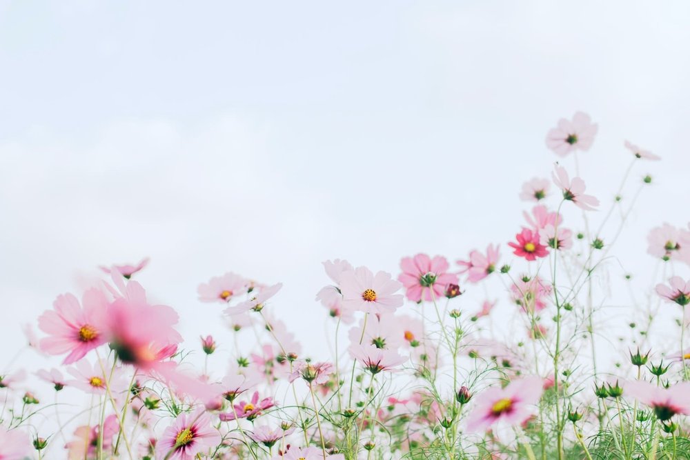 40+ Quotes About Spring and New Beginnings — Miss Tea Positive