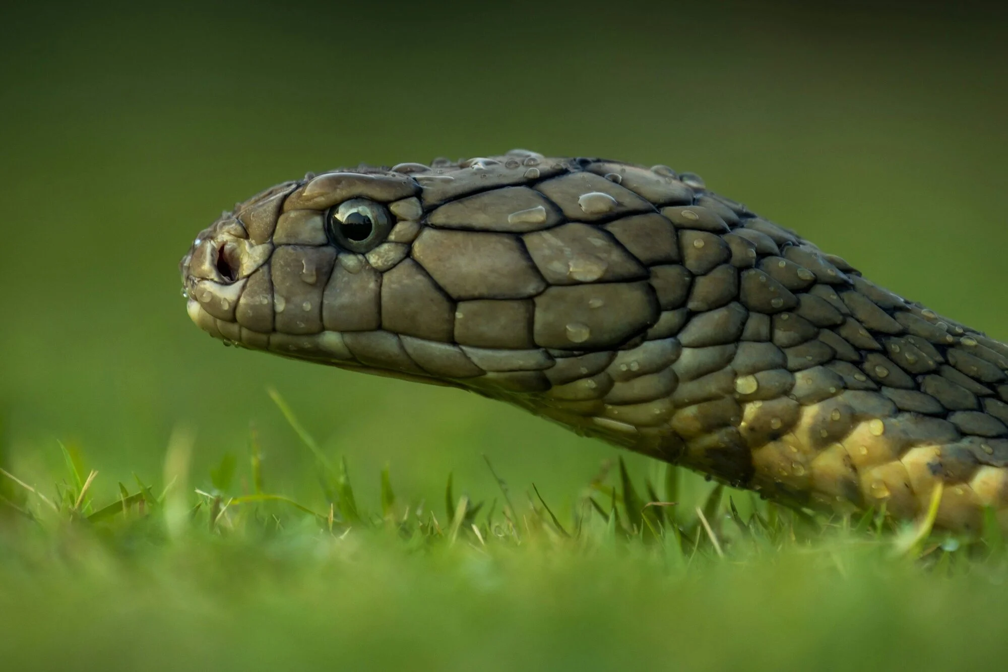 The Cobra Effect: Avoiding Unintended Consequences