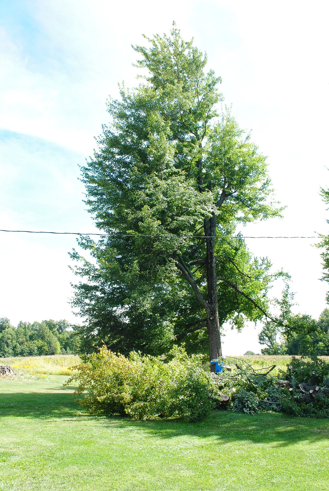 Tree Service — Schulte Farms Tree & Crane