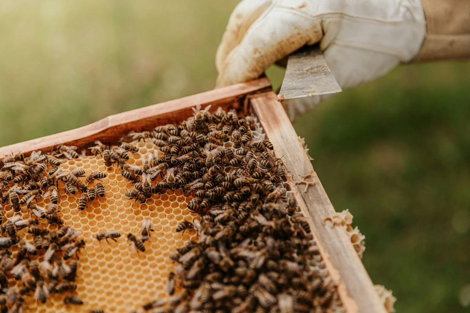 UK Seasonal Beekeeping Calendar: When & How to Feed Your Bees ...
