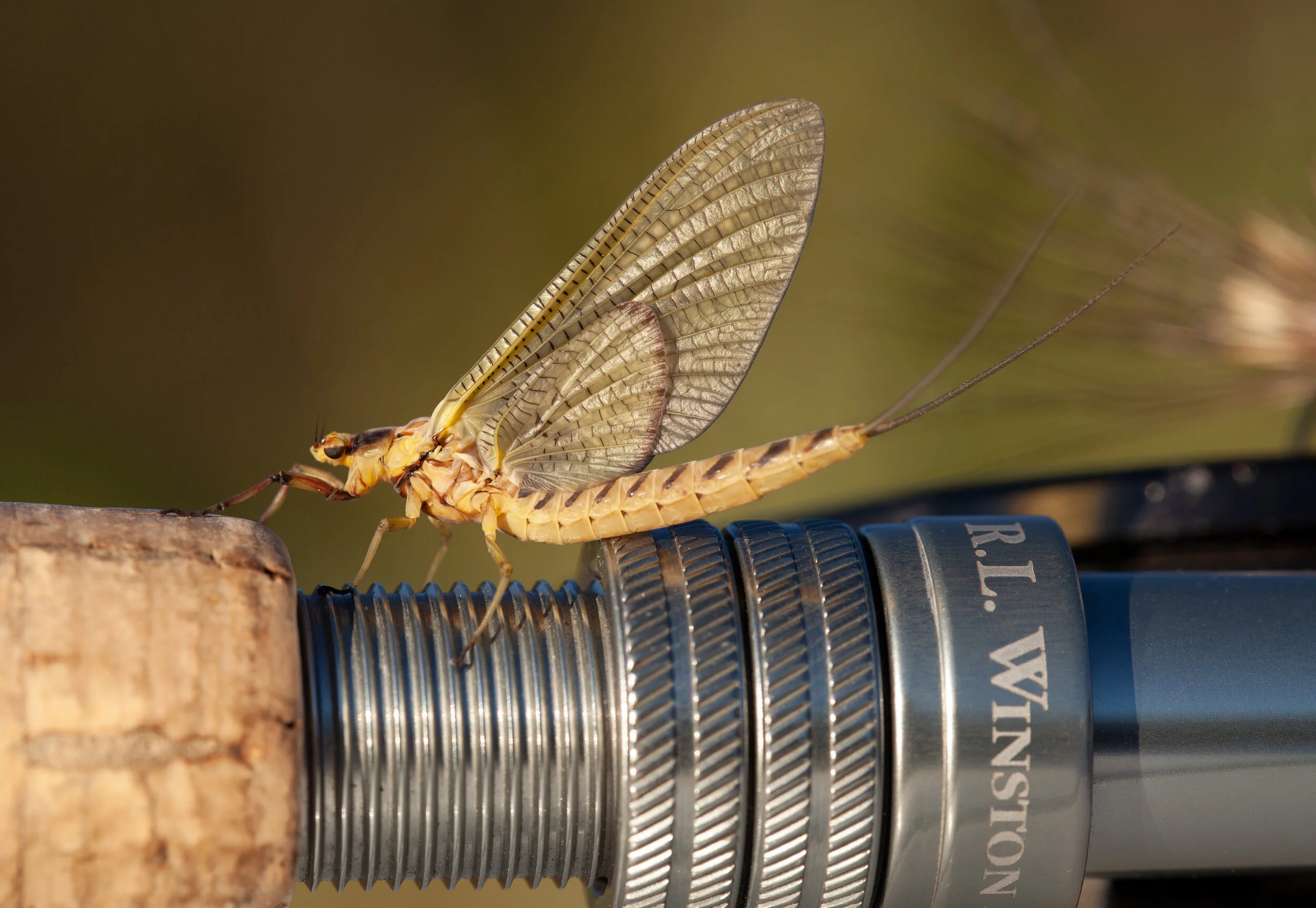 RATES & SERVICES — FLYFISH OREGON