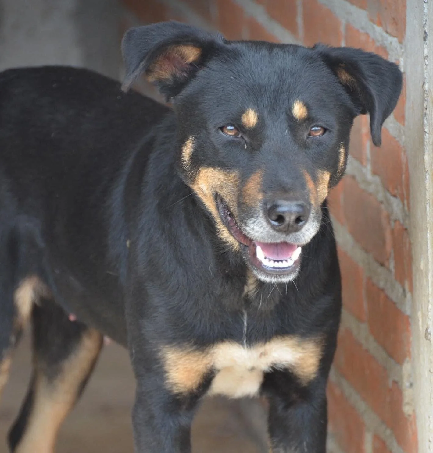 Contact Us — MUTTS Dog Rescue