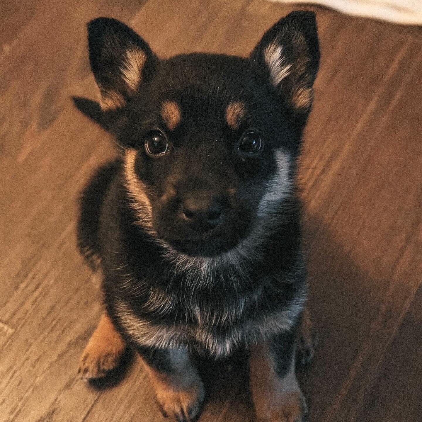 Contact Us — MUTTS Dog Rescue