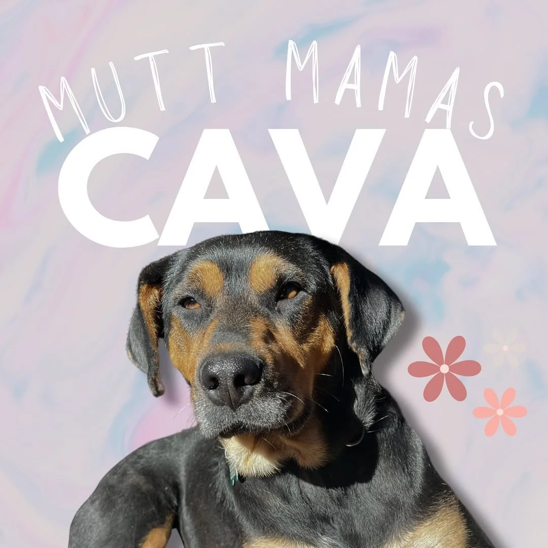 Contact Us — MUTTS Dog Rescue