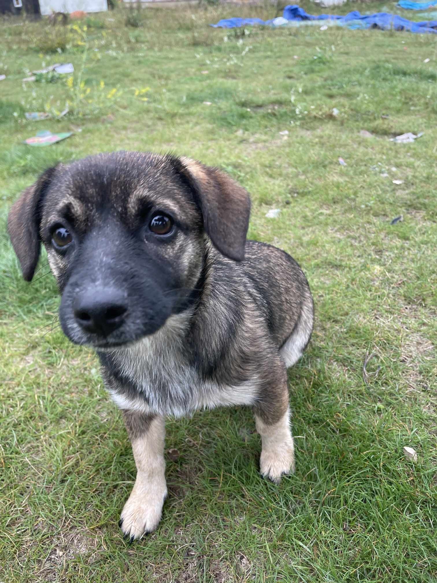 MUTT Spotlight — MUTTS Dog Rescue