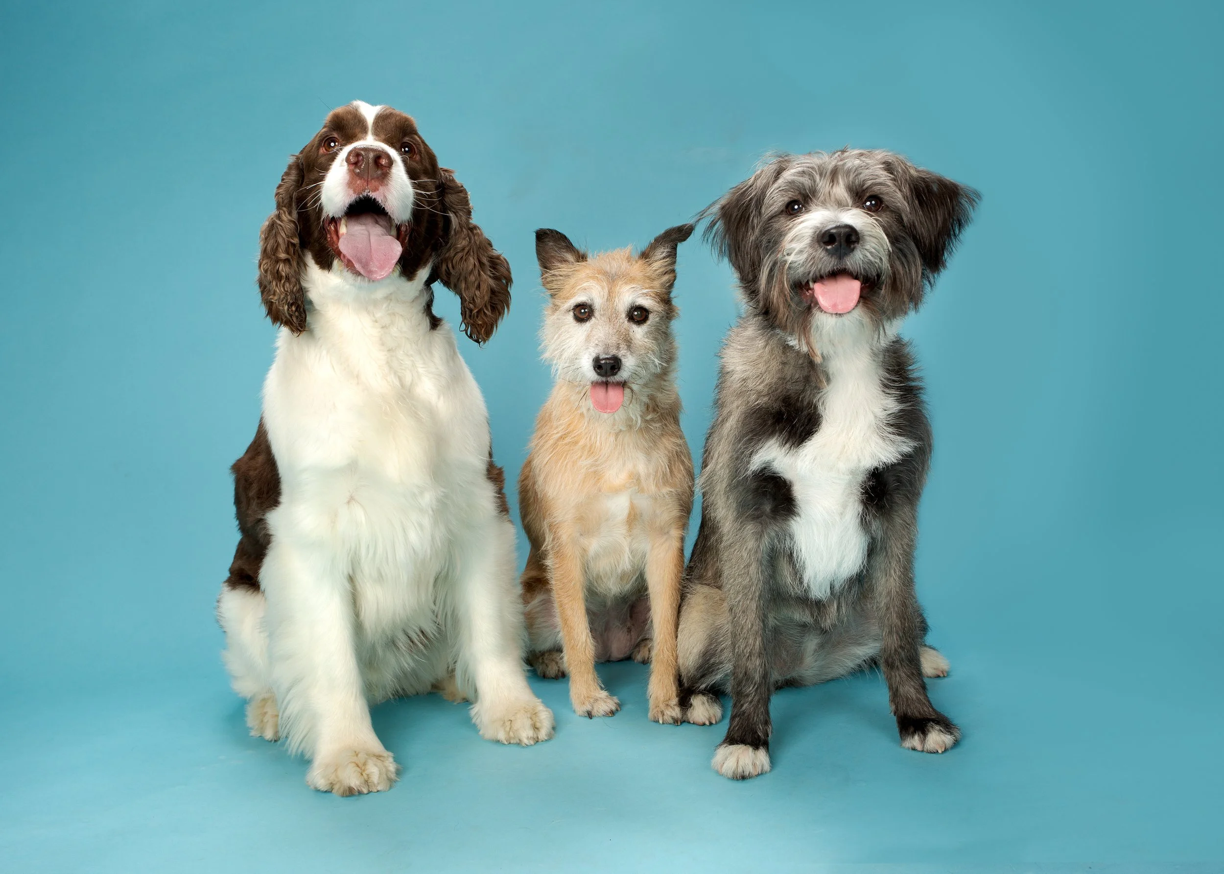 Foster Application — MUTTS Dog Rescue