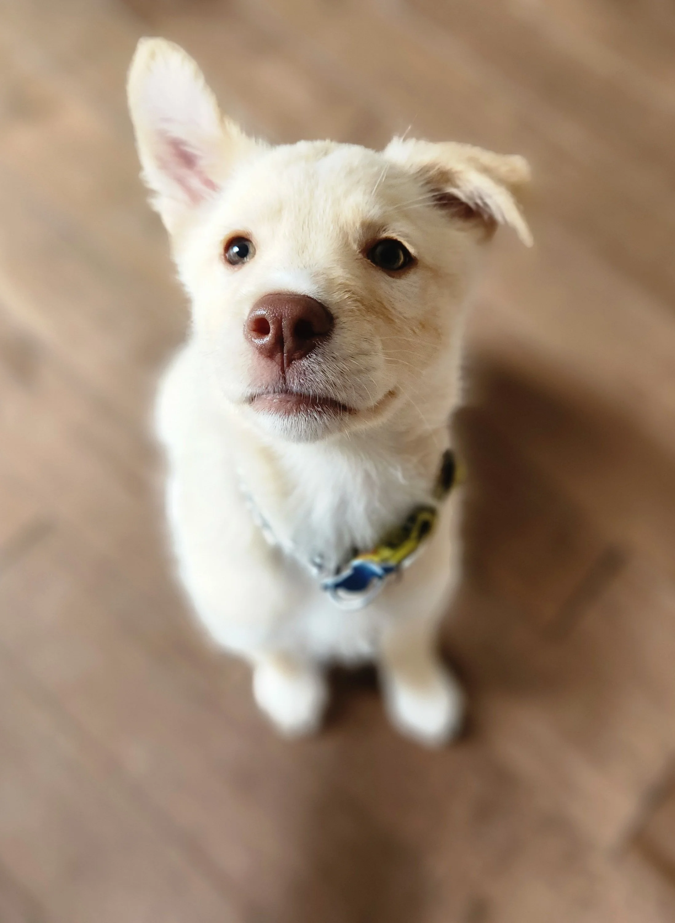 MUTT Spotlight — MUTTS Dog Rescue