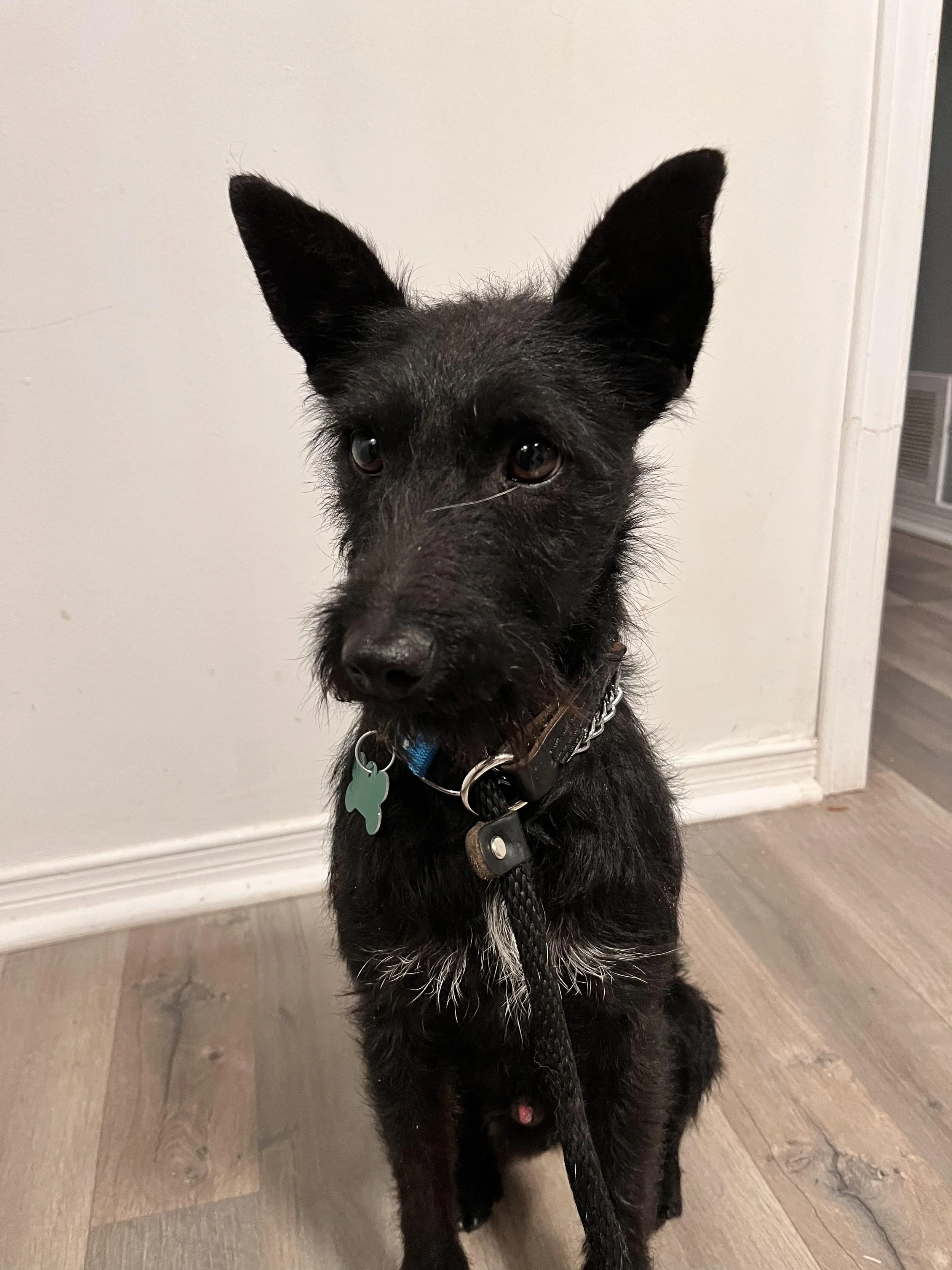 MUTT Spotlight — MUTTS Dog Rescue