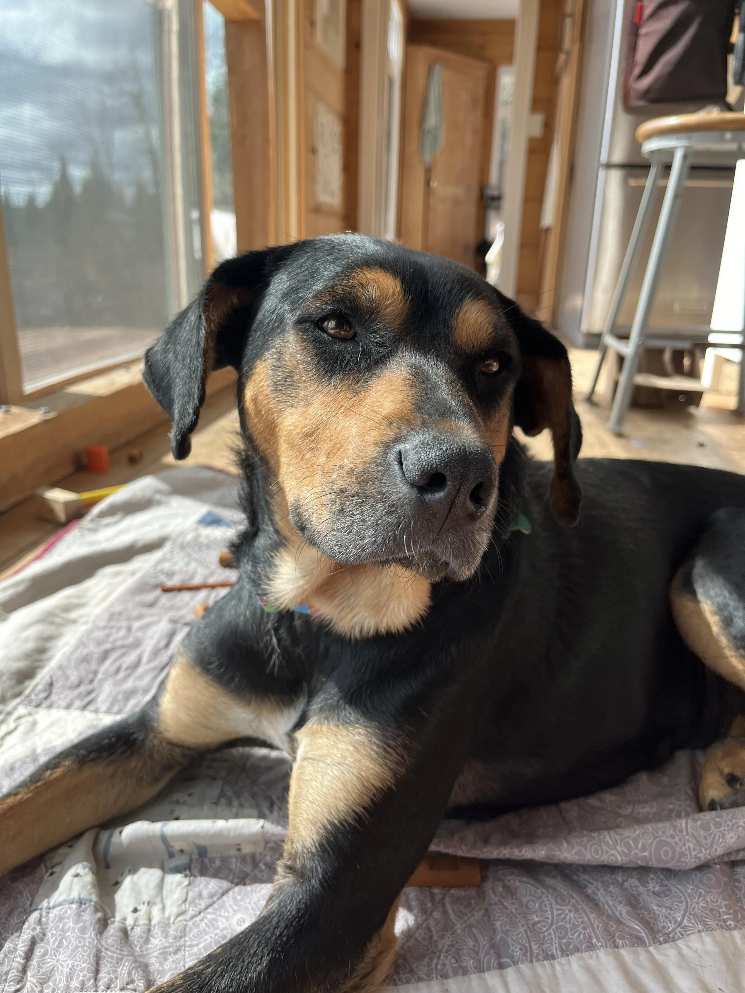 MUTT Spotlight — MUTTS Dog Rescue