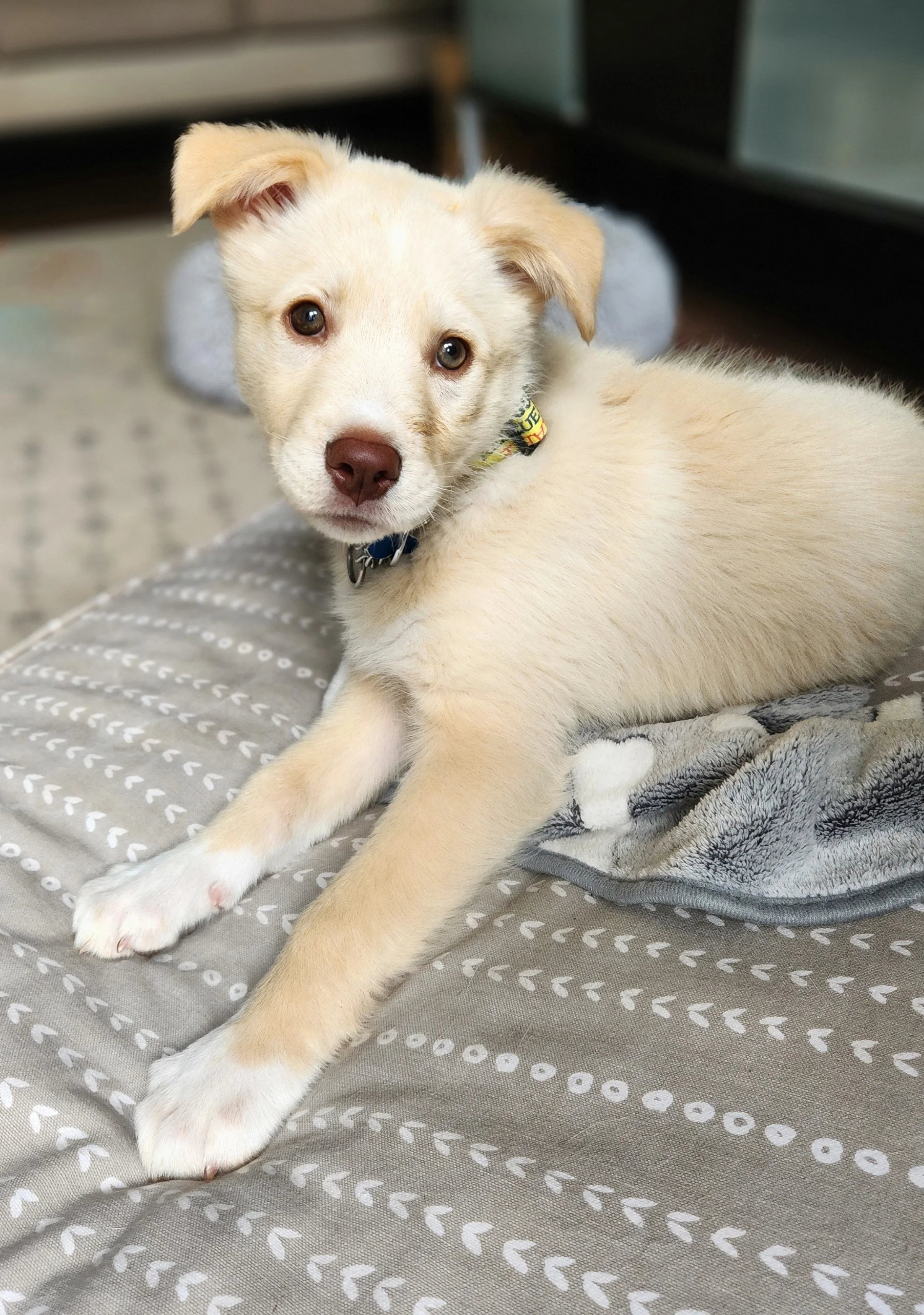 BOSLEY — MUTTS Dog Rescue