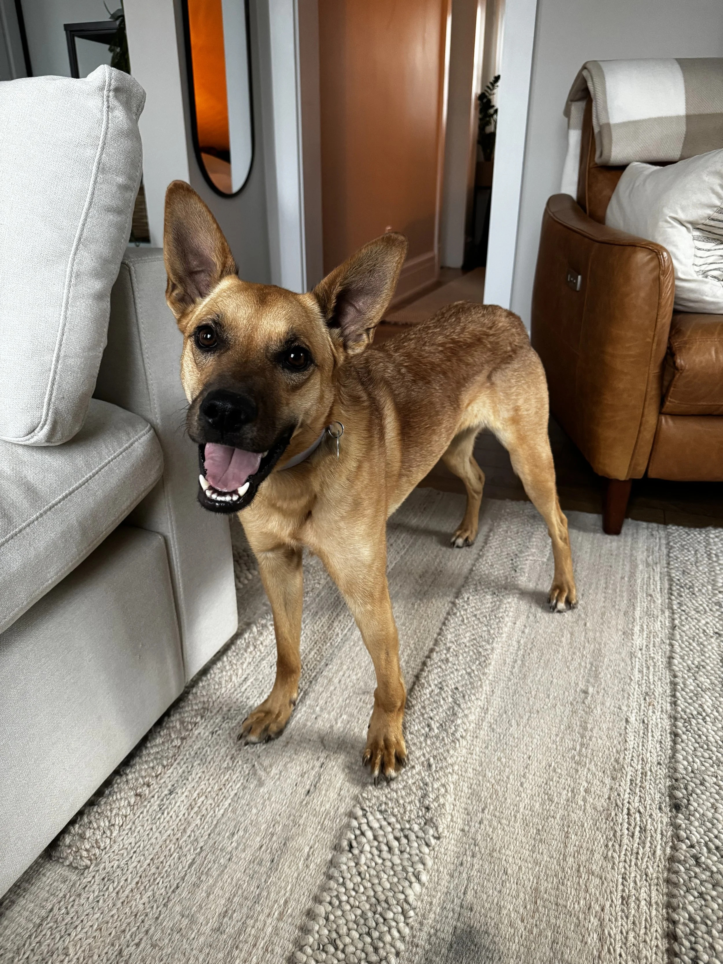 MUTT Spotlight — MUTTS Dog Rescue