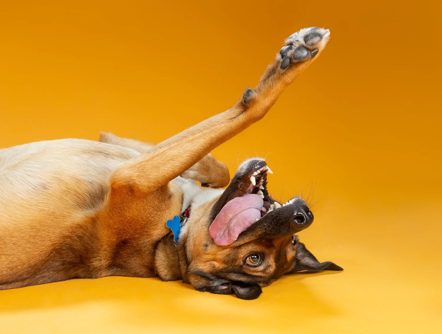 MUTTS Dog Rescue