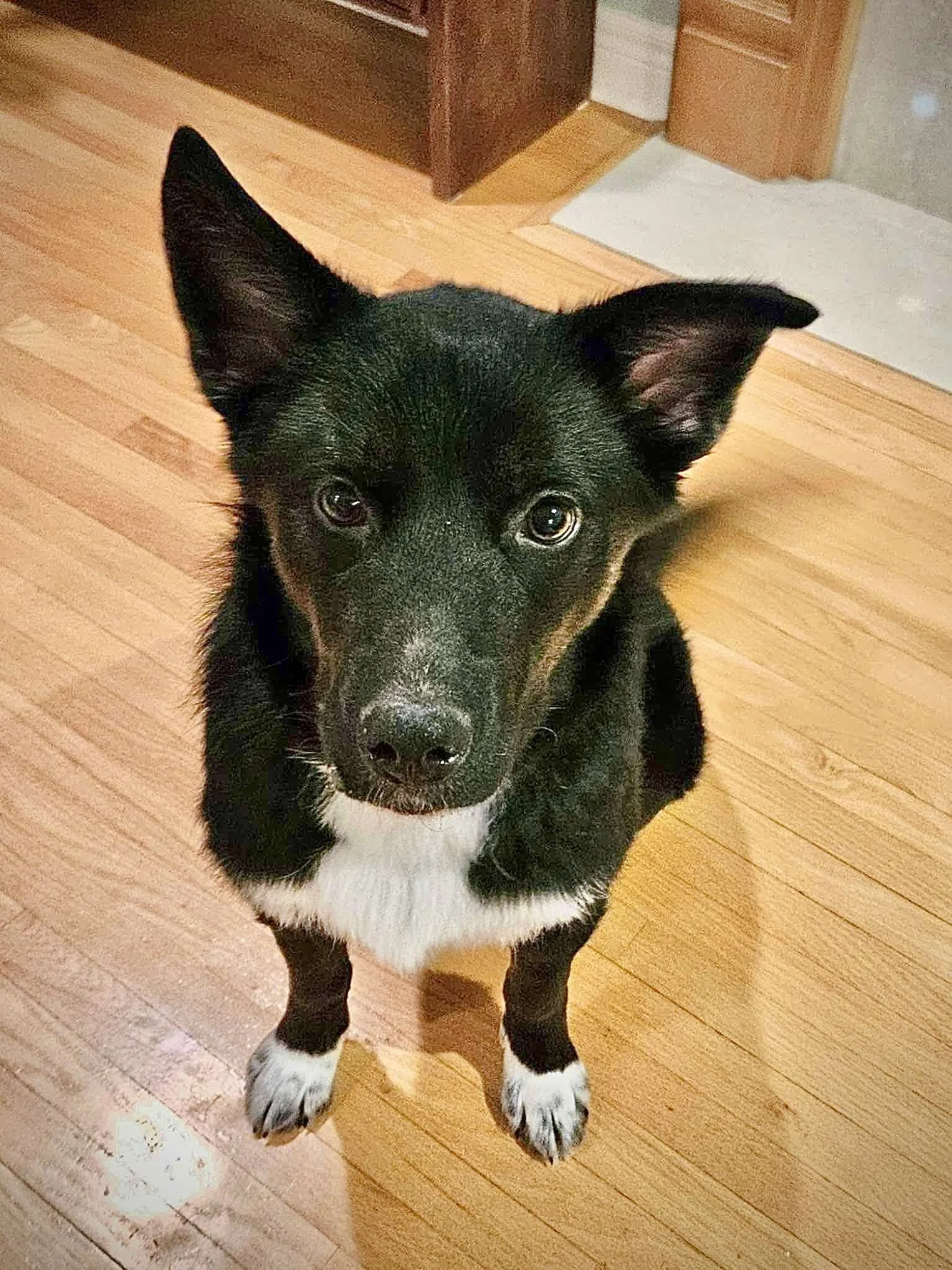 MUTT Spotlight — MUTTS Dog Rescue