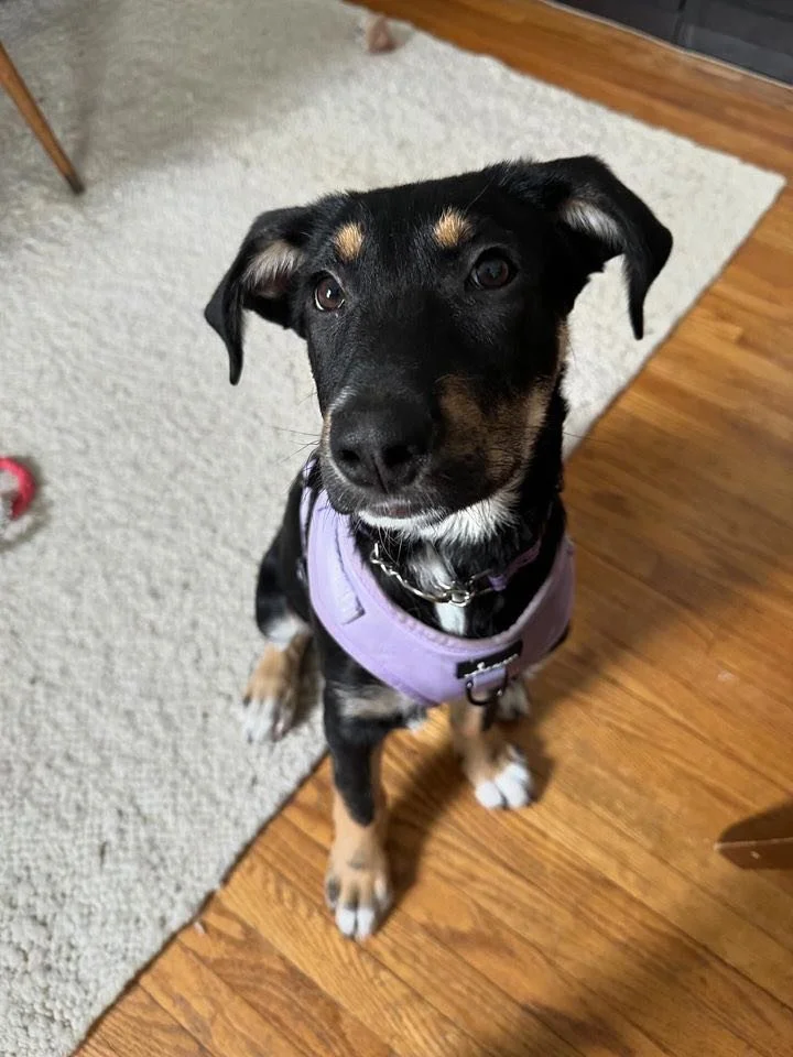 MUTT Spotlight — MUTTS Dog Rescue