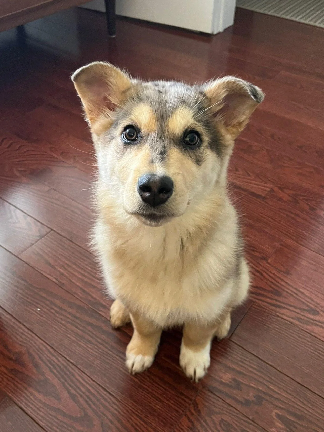 MUTT Spotlight — MUTTS Dog Rescue