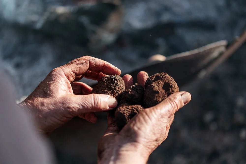 Book your Tasmanian Truffle Tour — The Truffle Farm, Tasmania