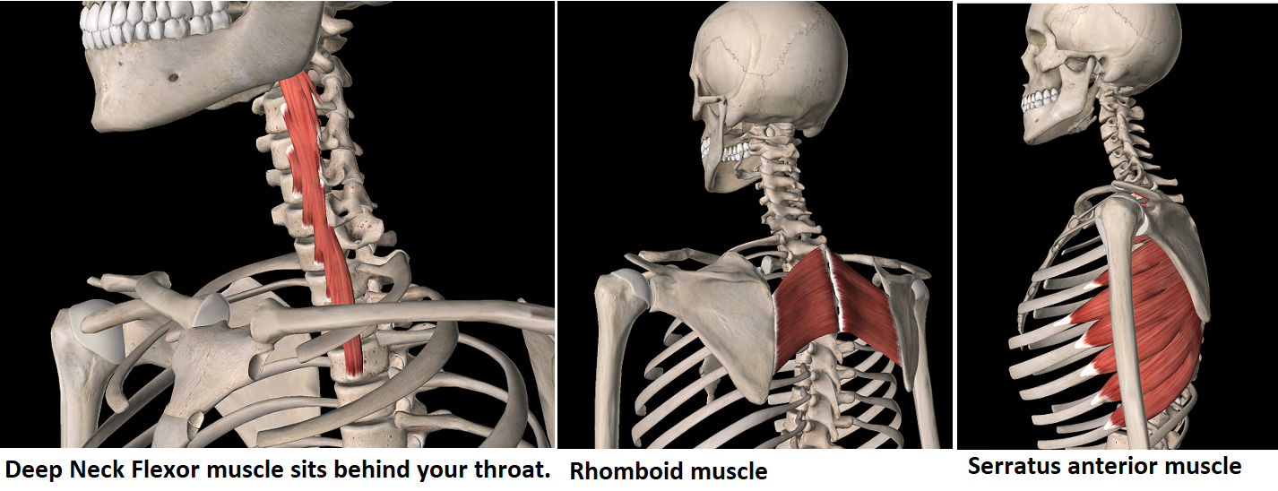 Upper cross posture from long screen time — Sydney Health Physiotherapy