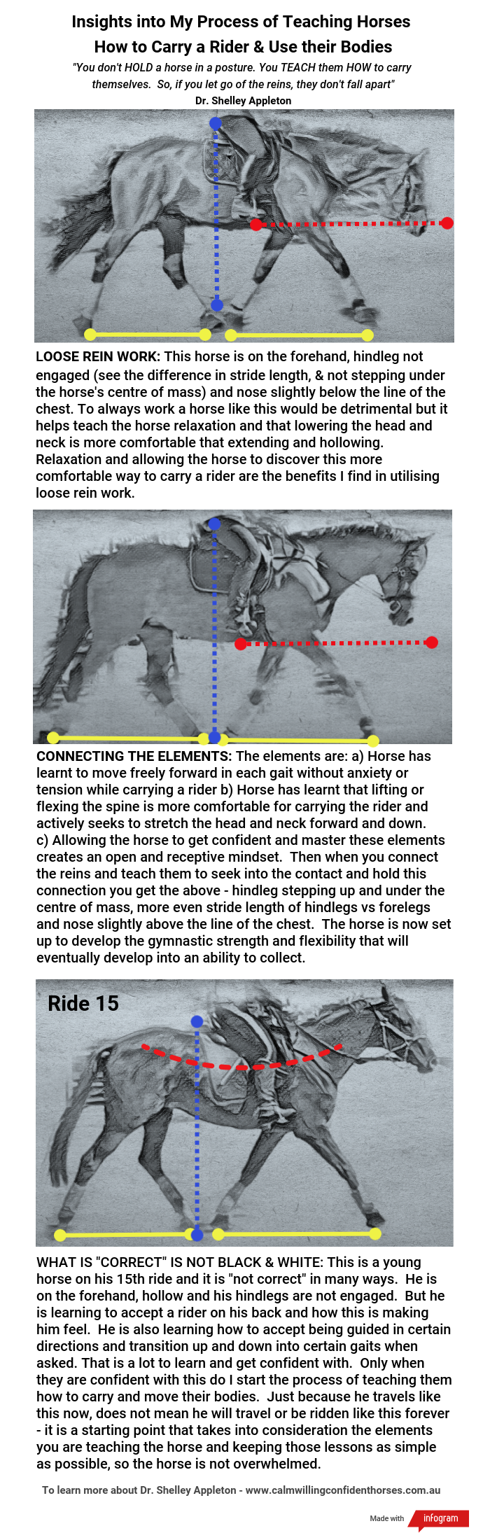 Process of teaching a horse a posture and how to move their bodies ...