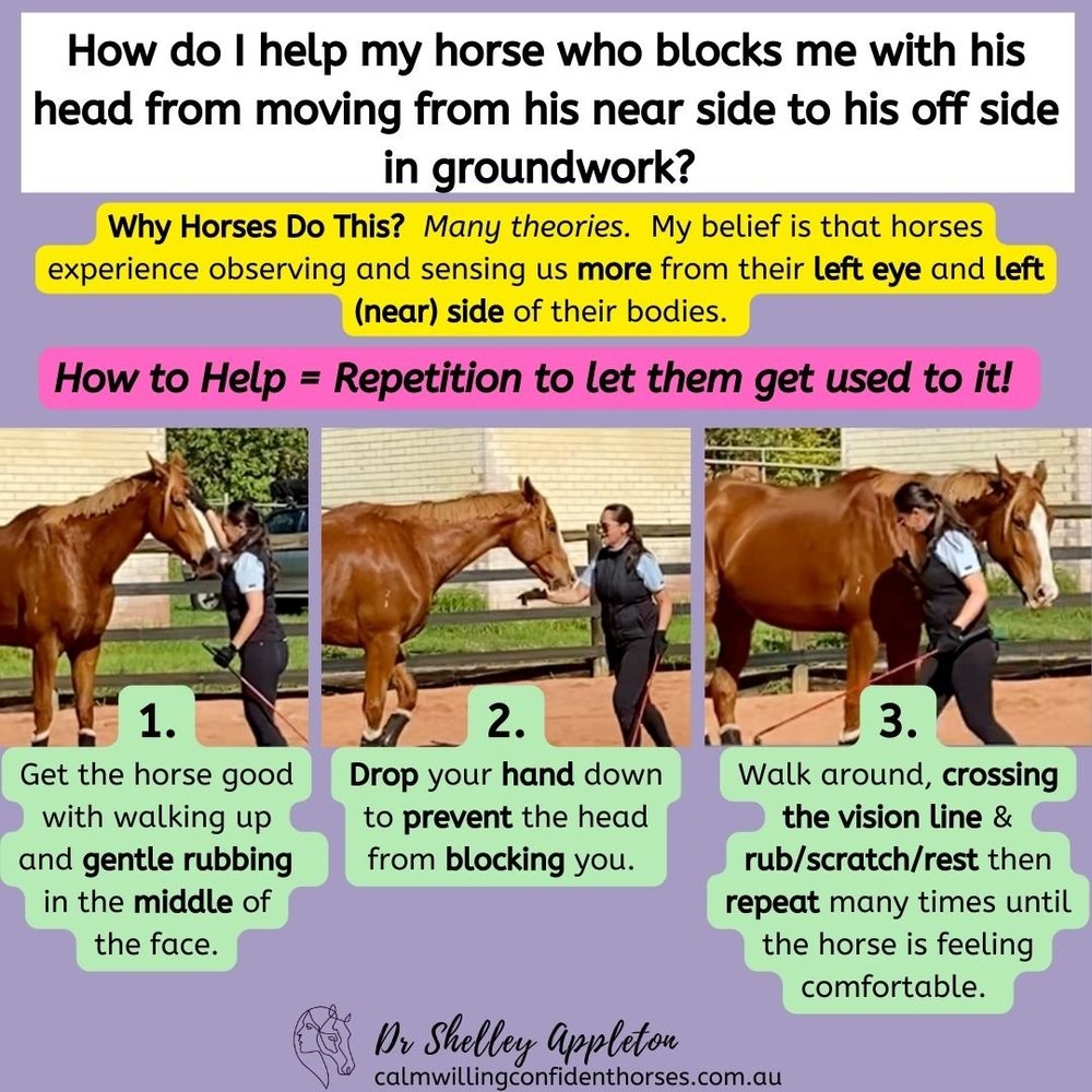 BLOCKING HORSE? — Calm Willing Confident Horses