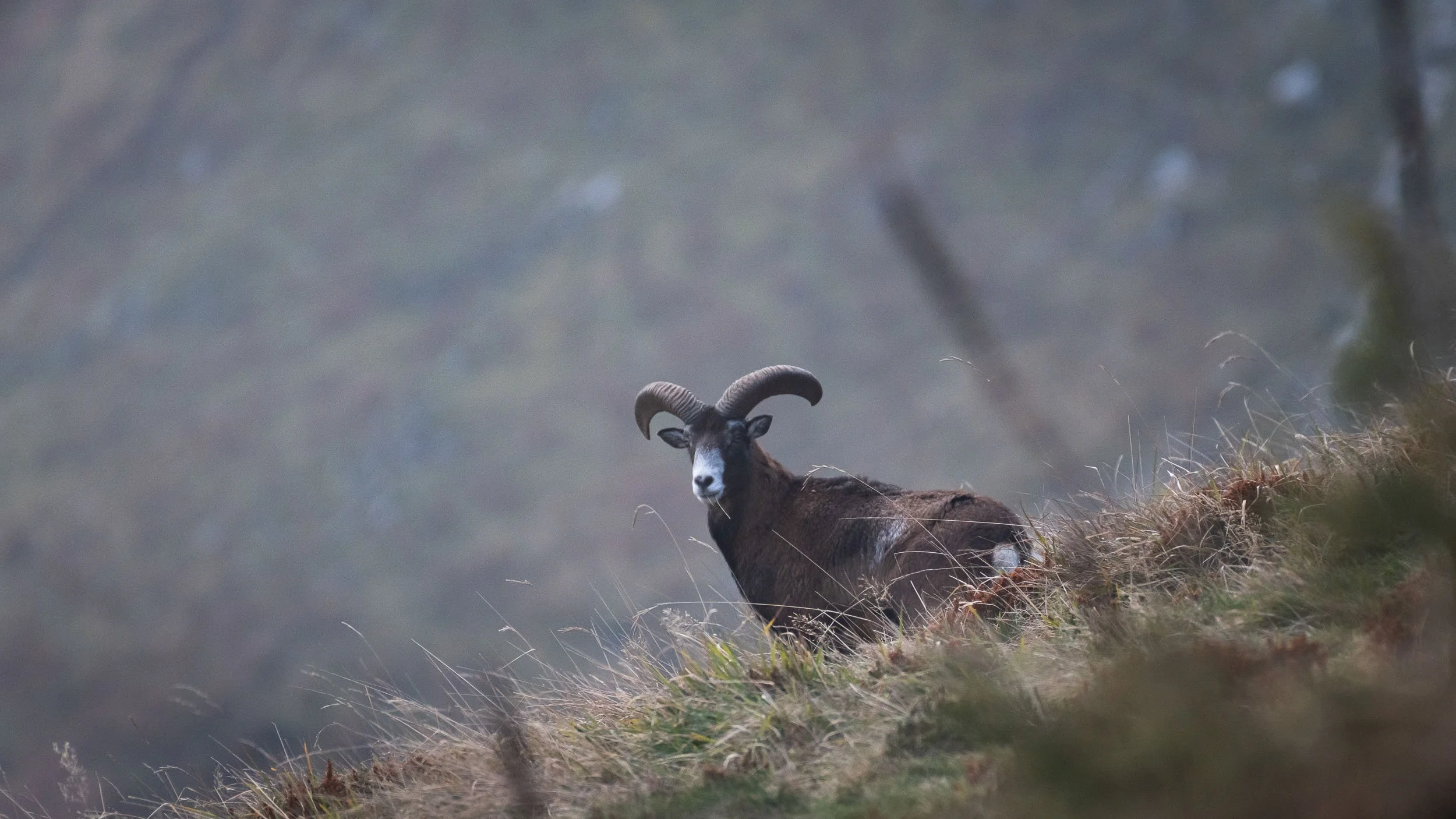 Jewels of the Pyrenees National Park / Private Tour November 2021