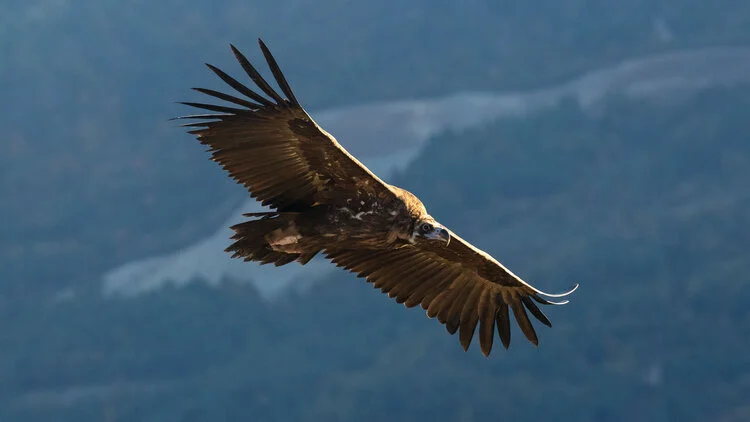 Les vautours en France : espèces, histoire, menaces et perspectives