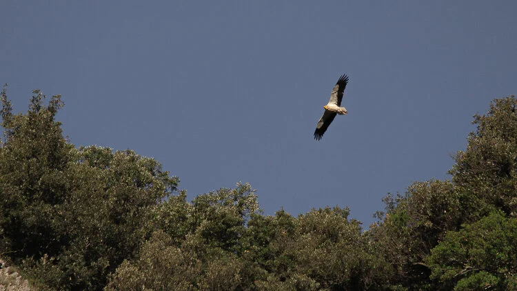 Les vautours en France : espèces, histoire, menaces et perspectives