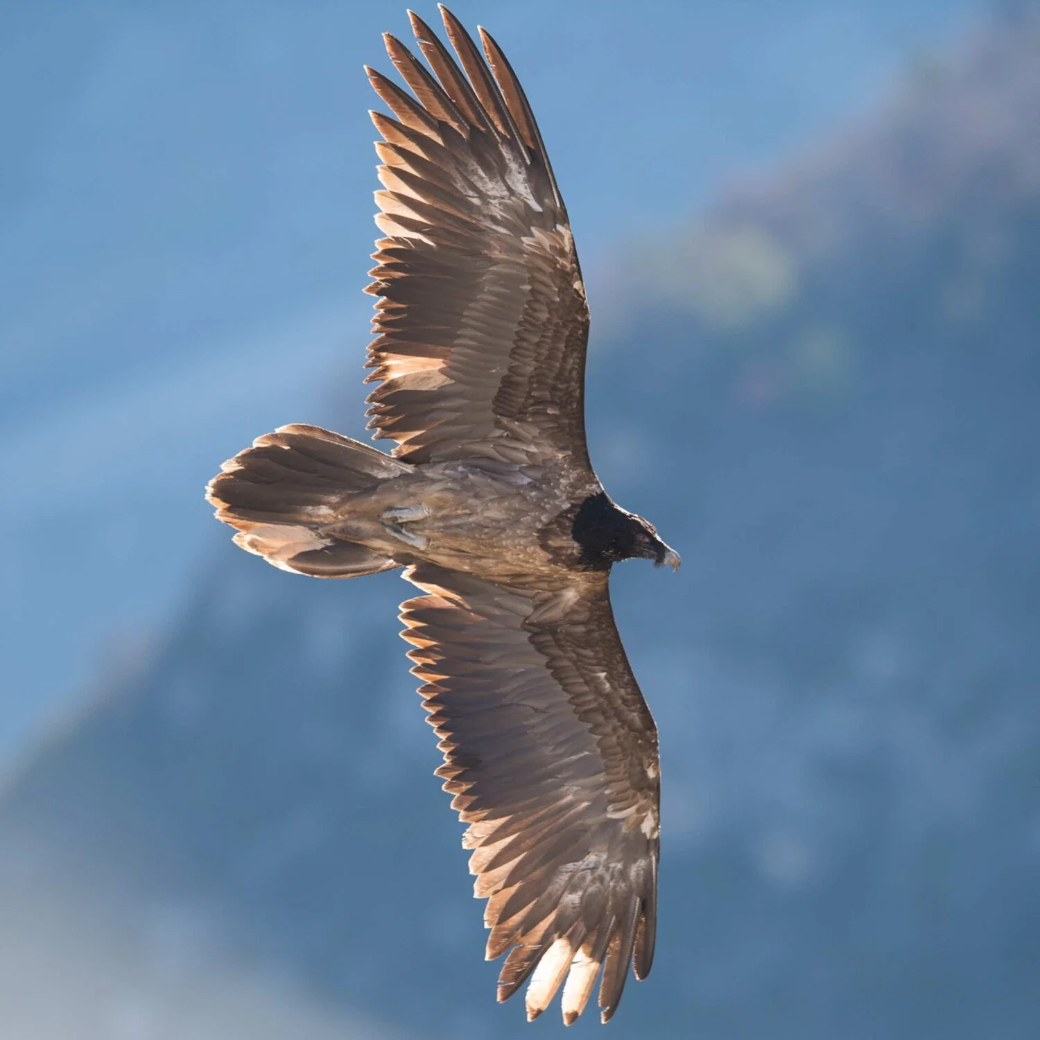 Le Gypaète barbu: oiseau légendaire des Alpes.