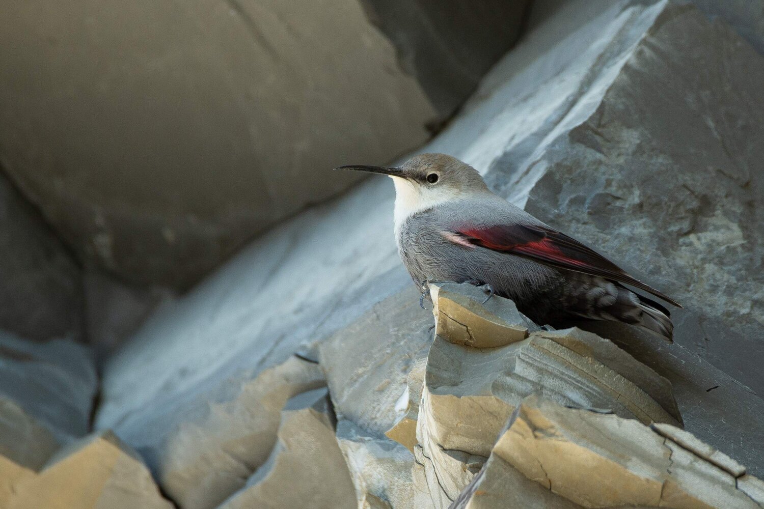 Le Tichodrome échelette, un oiseau mythique