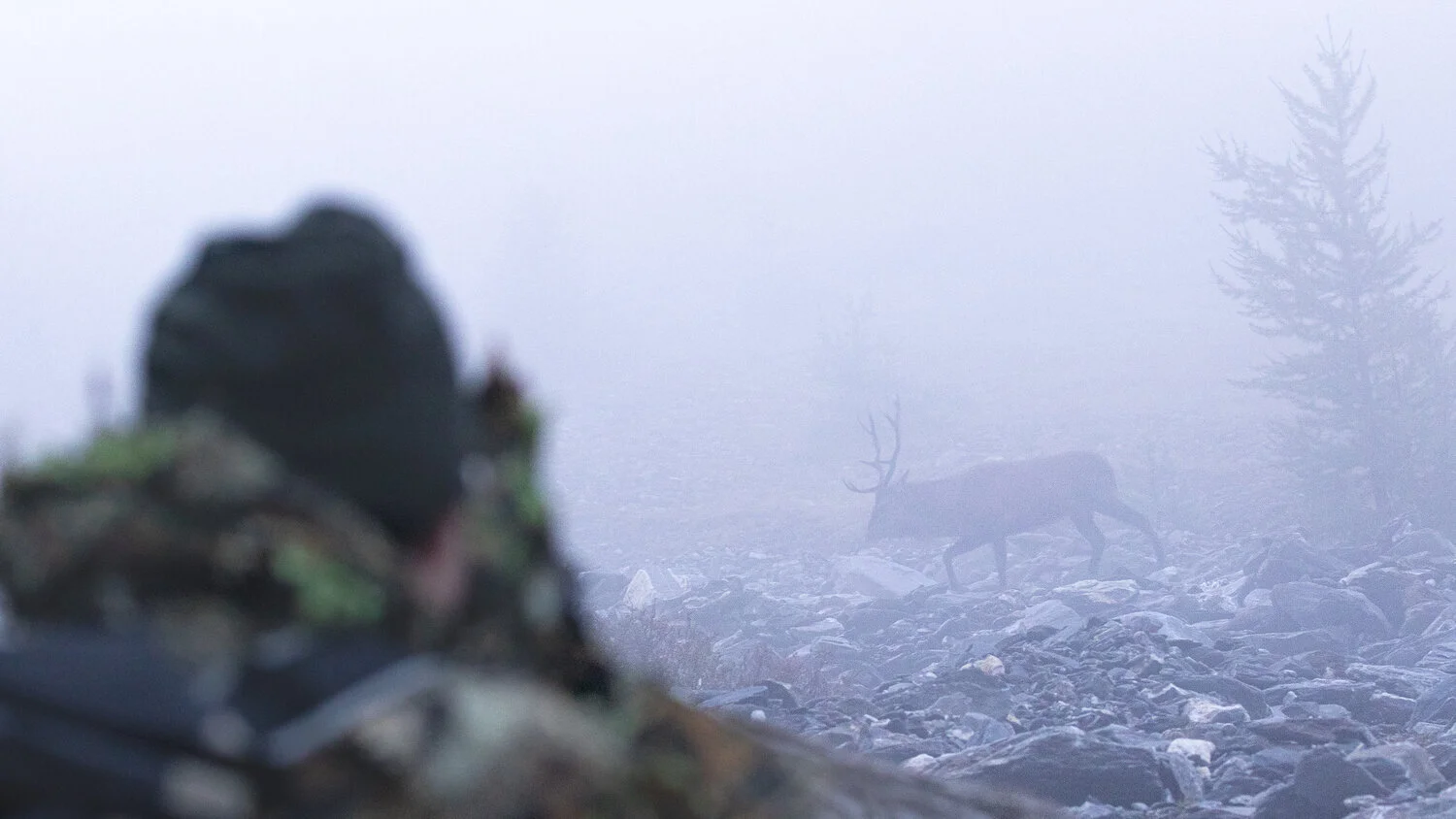 Brame du cerf dans les Hautes-Alpes / Rapport séjour Septembre 2019