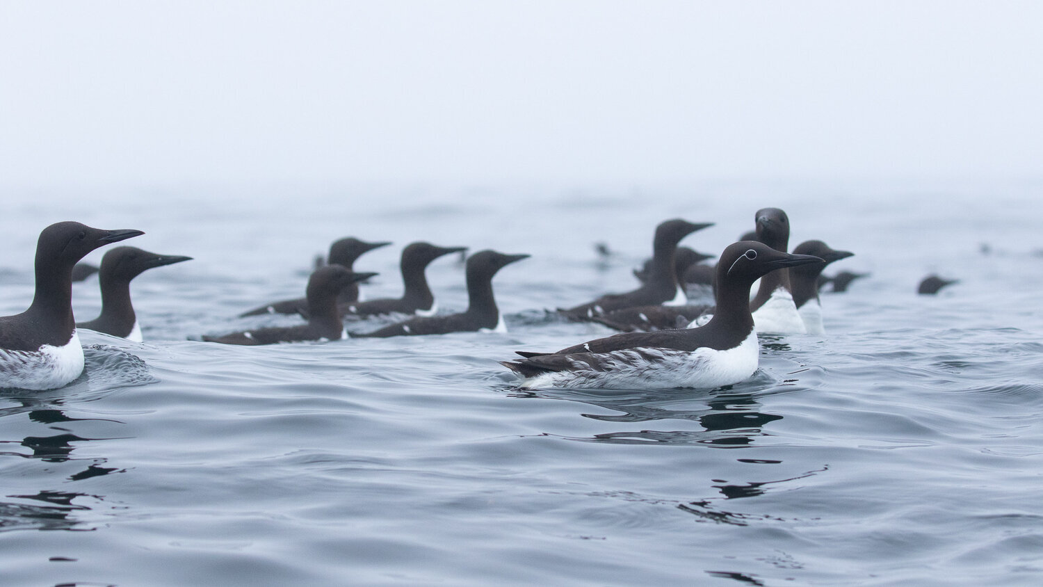 Arctic Foxes & Birds in Iceland Westfjords / Tour Report June 2020