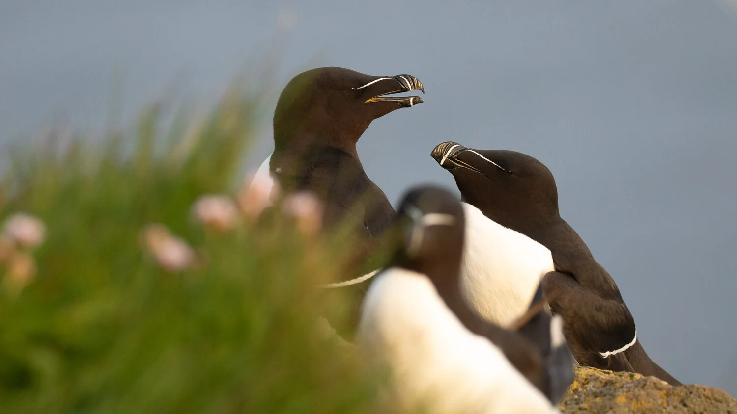 Arctic Foxes & Birds in Iceland Westfjords / Tour Report June 2020