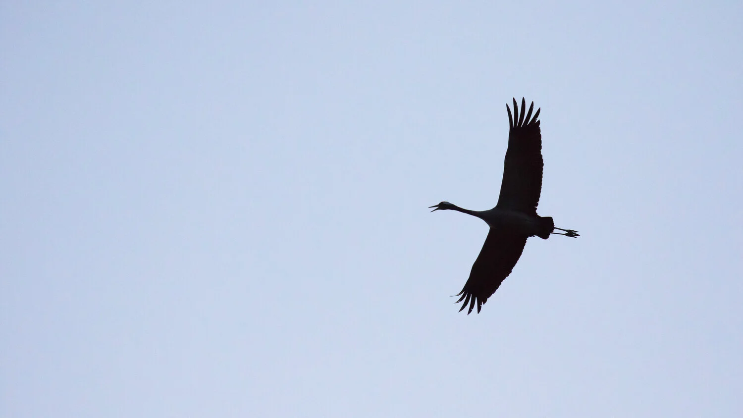 The Common Crane