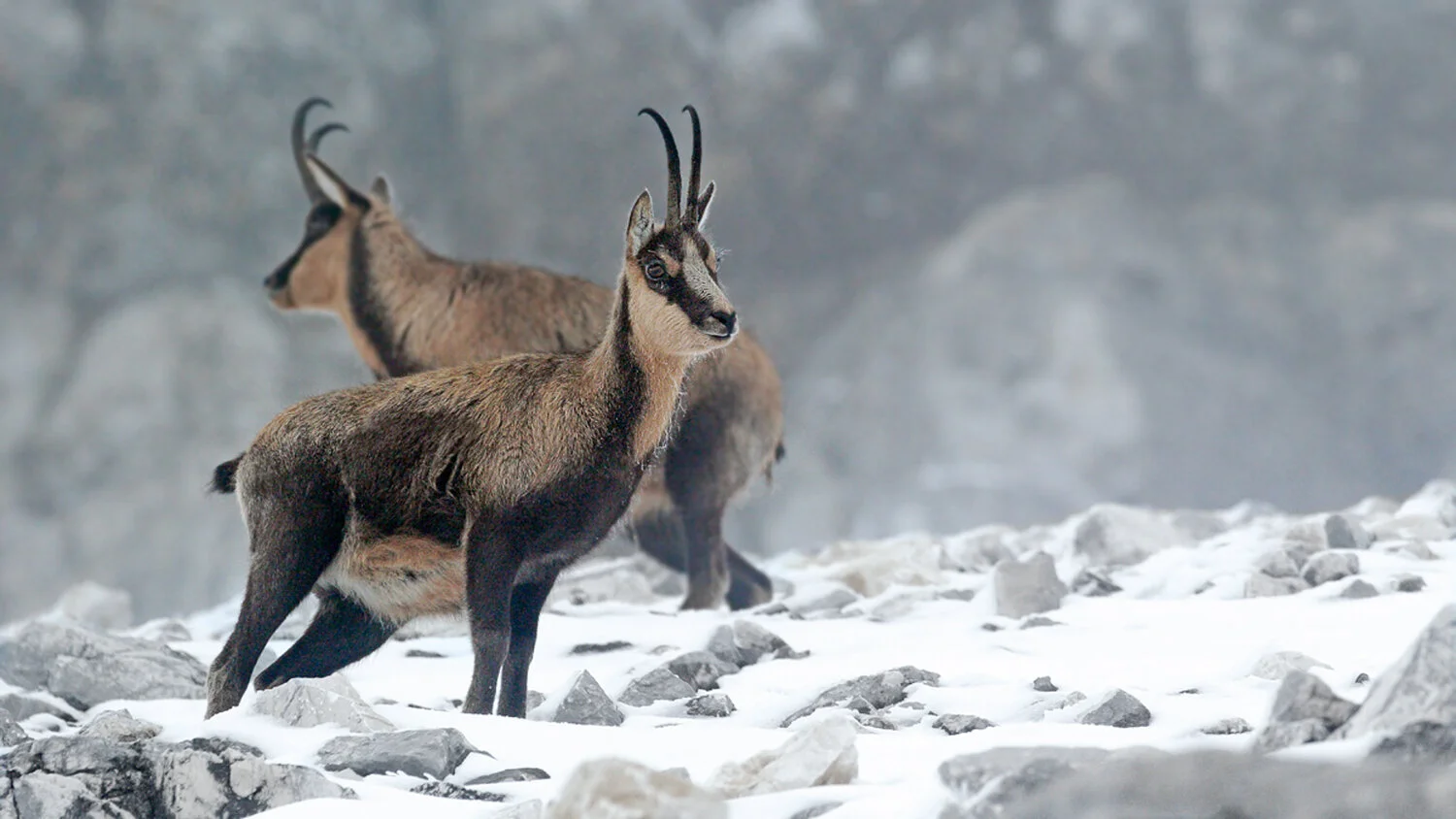 Wolves In Abruzzo National Park / Tour Report November 2019