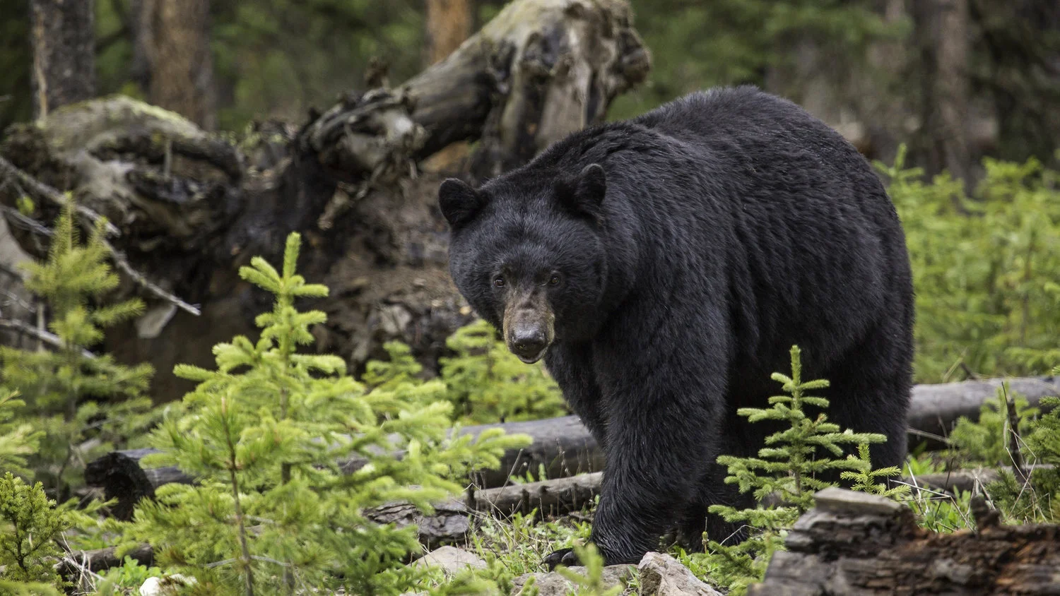 The Black Bear in Gaspésie, Canada