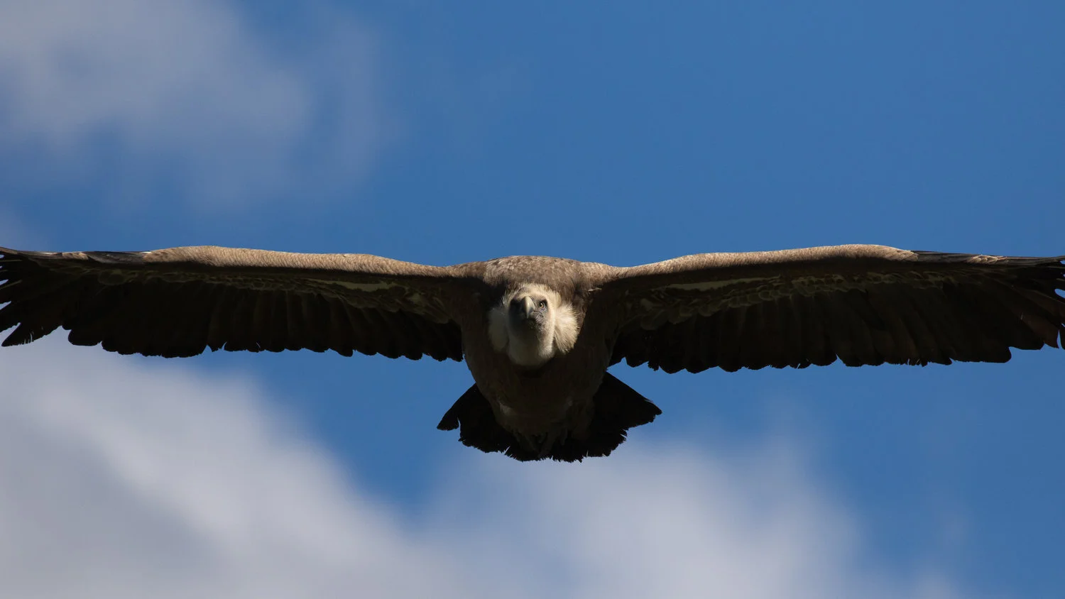 Where to see Griffon Vultures in France