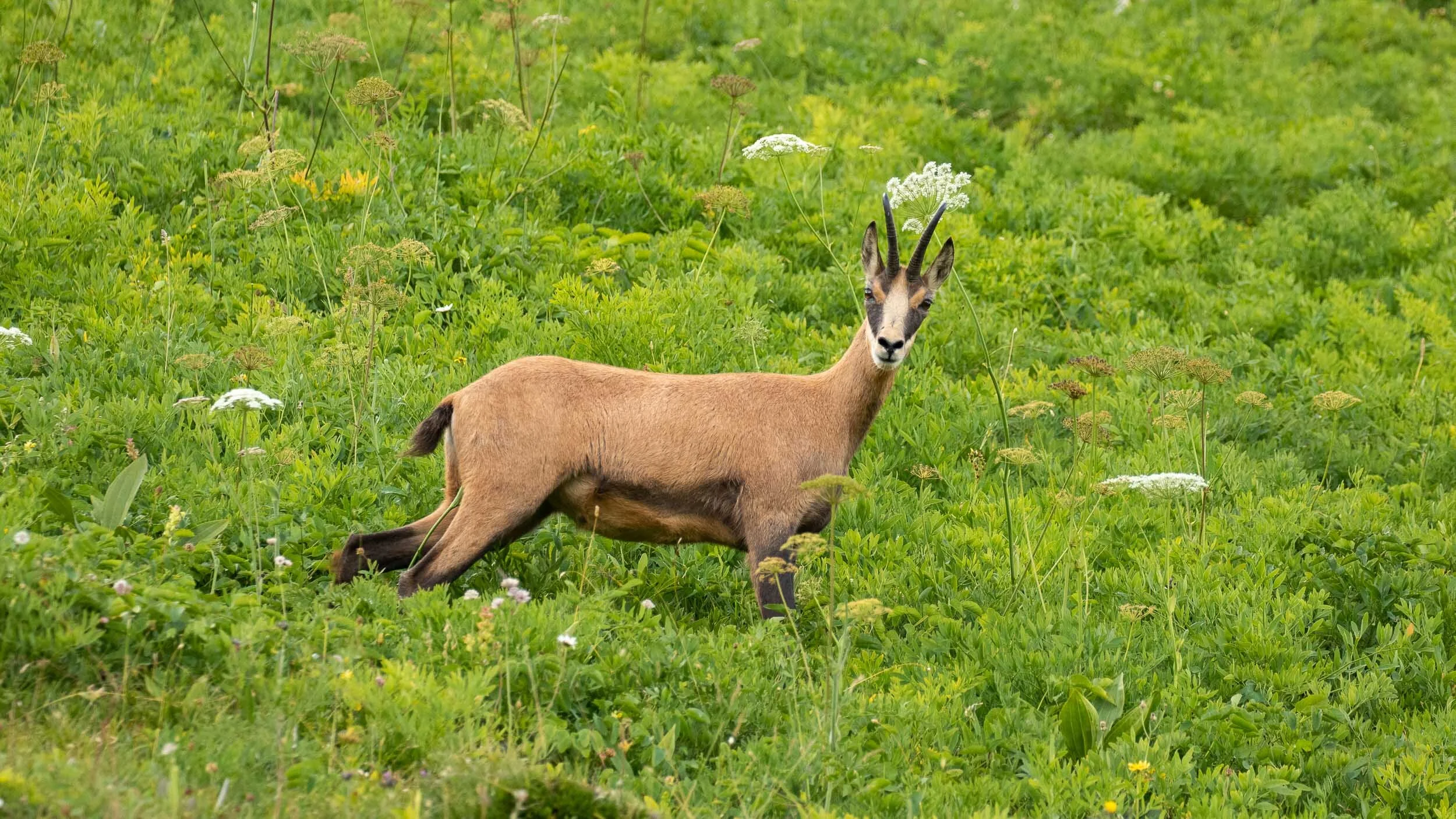 Chamois ou Isard?