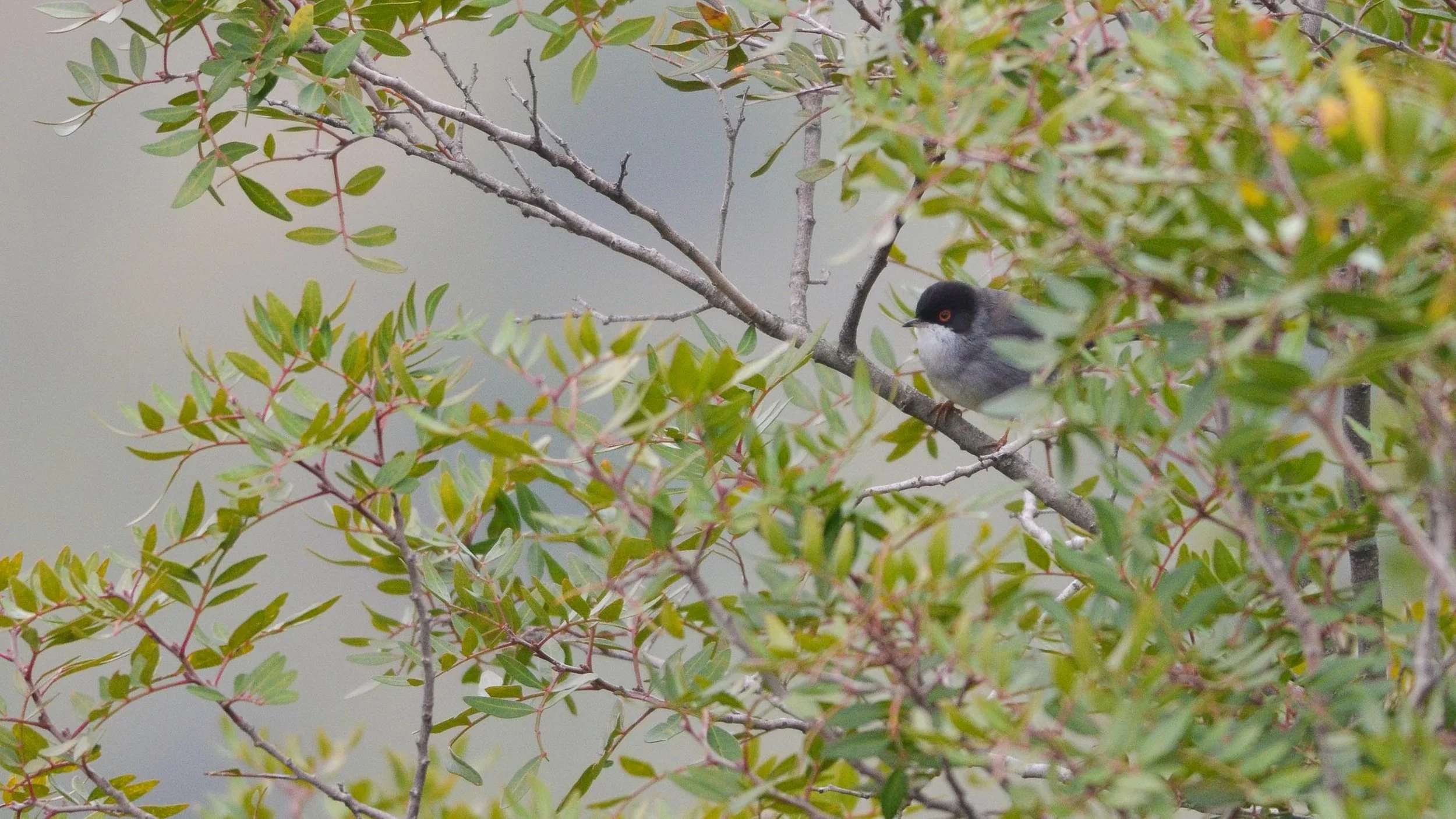 Ethical Wildlife Tour in Portugal - Birds of Portugal : Alentejo & Algarve