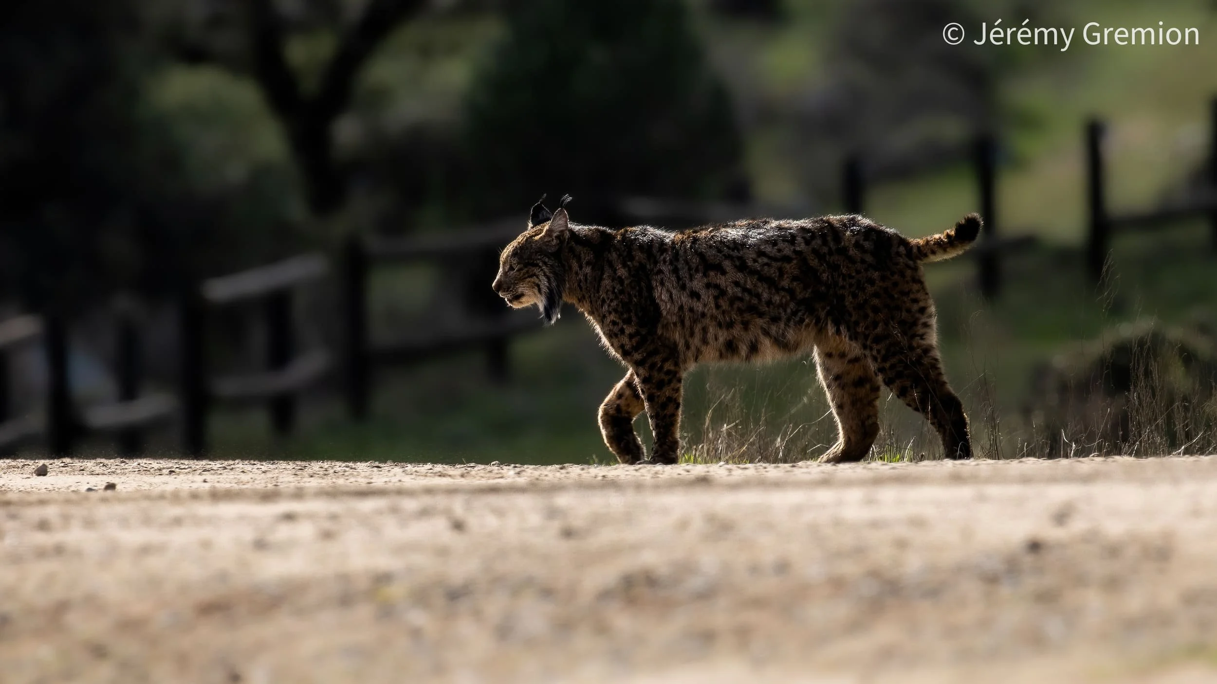 Looking for the Iberian Lynx in Spain / Private tour with Dave in ...