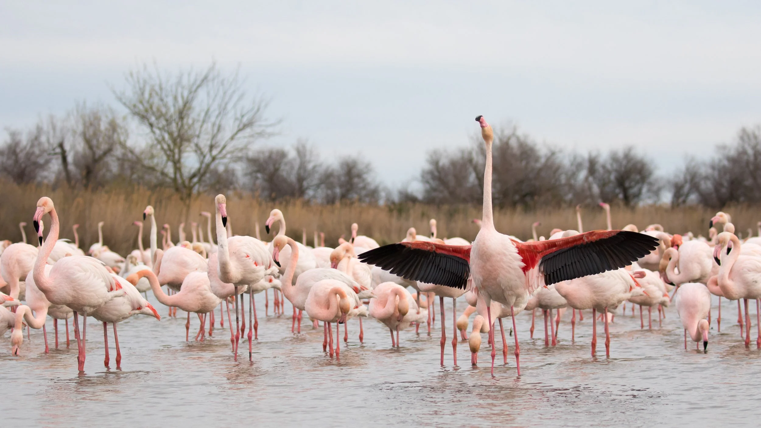 When to go birding in Camargue?