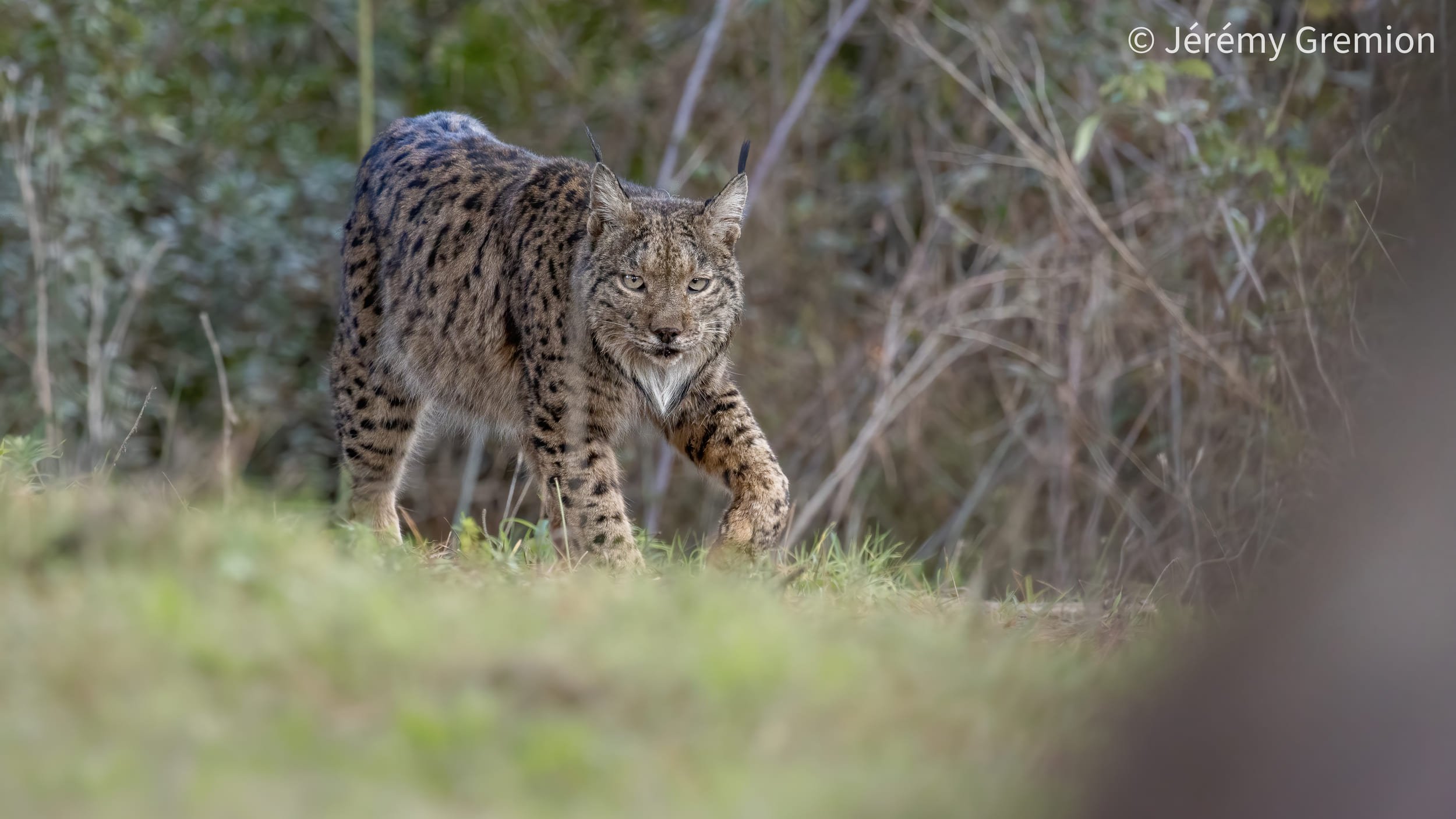 Looking for the Iberian Lynx in Spain / Private tour with Dave in ...