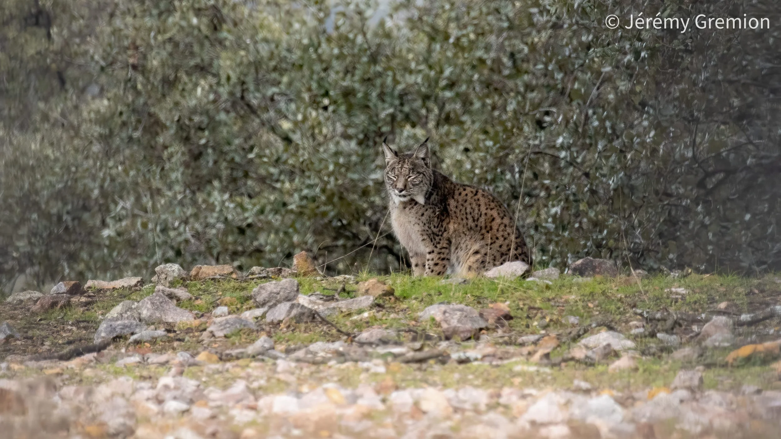 Iberian Lynx Eating