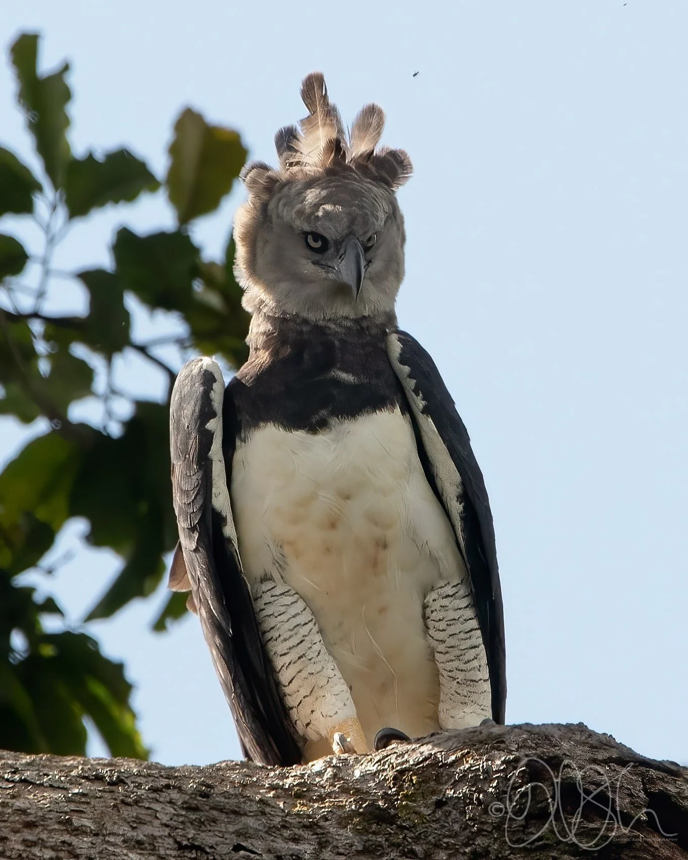Harpy Eagle Eggs