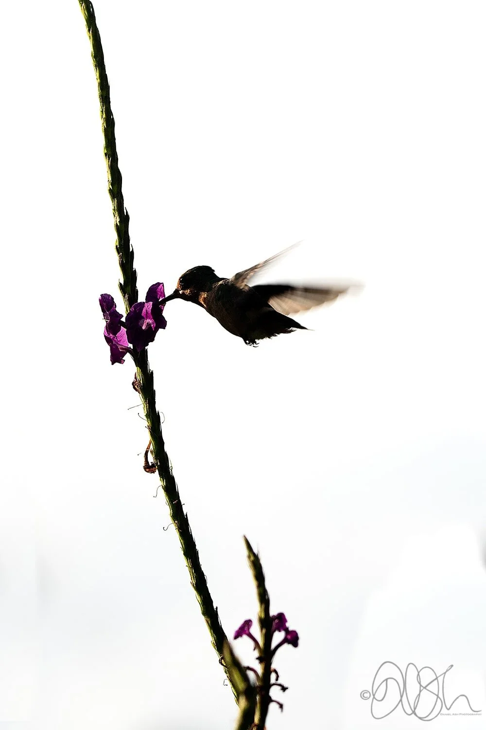 Amazon Rainforest (Peru) — Daniel Ash Photography