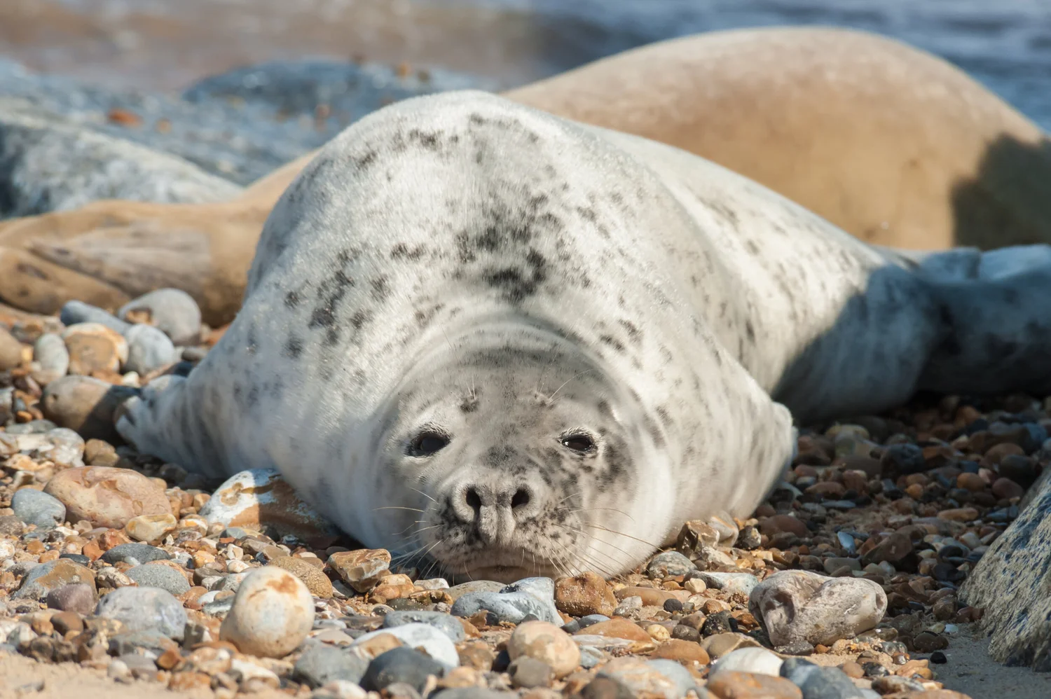 Seals — Horsey Gap