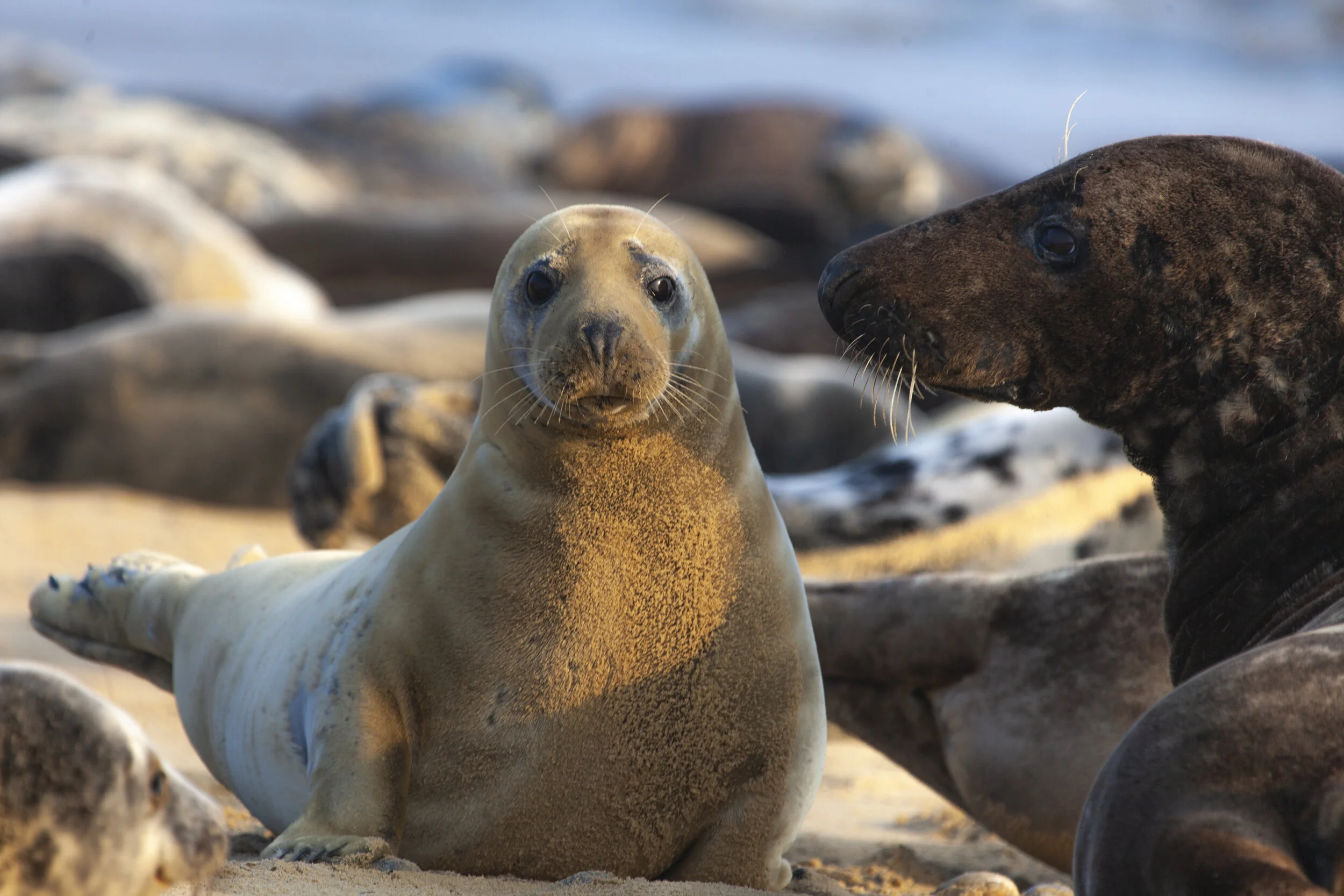 Seals — Horsey Gap