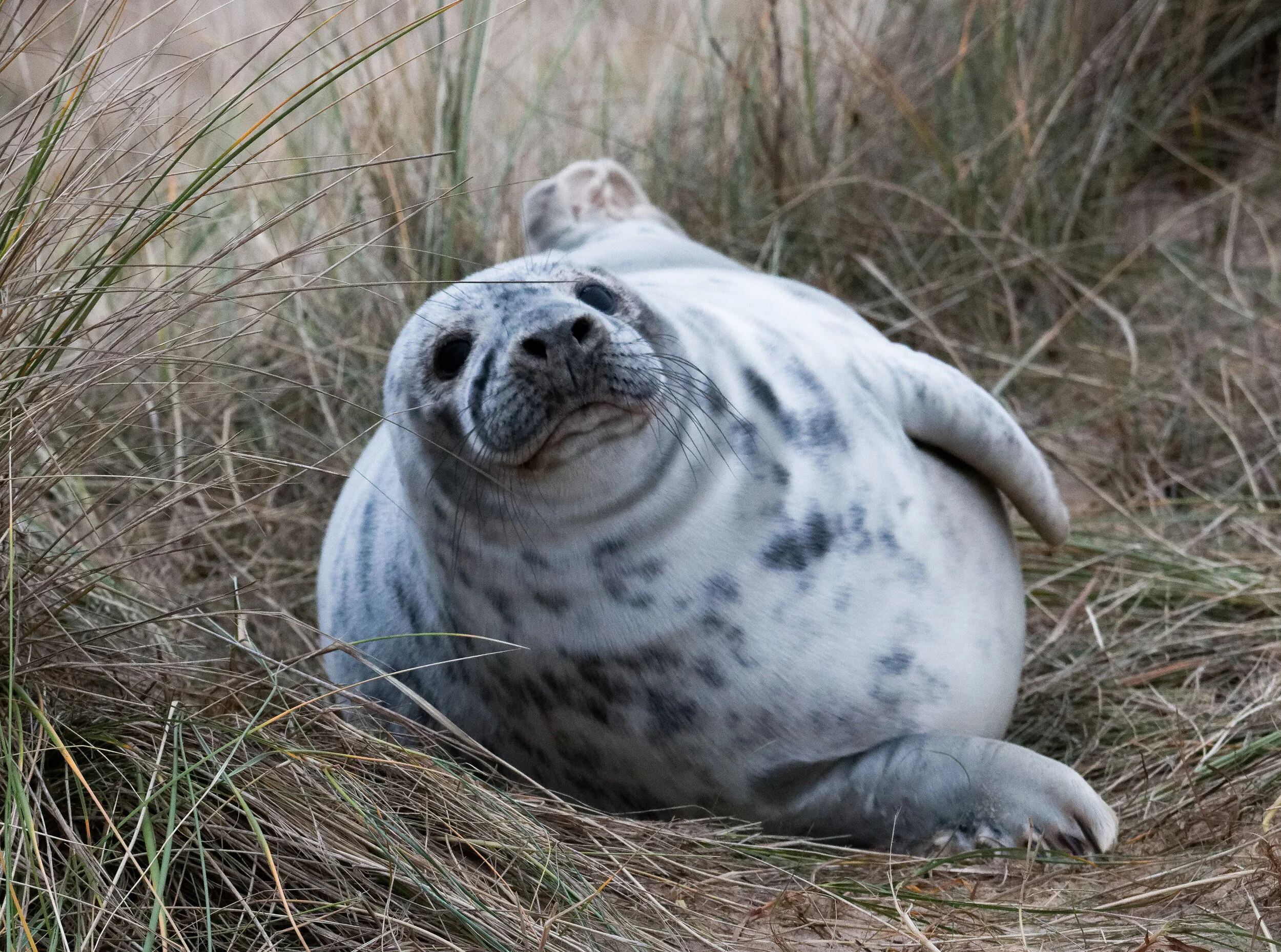 Seals — Horsey Gap