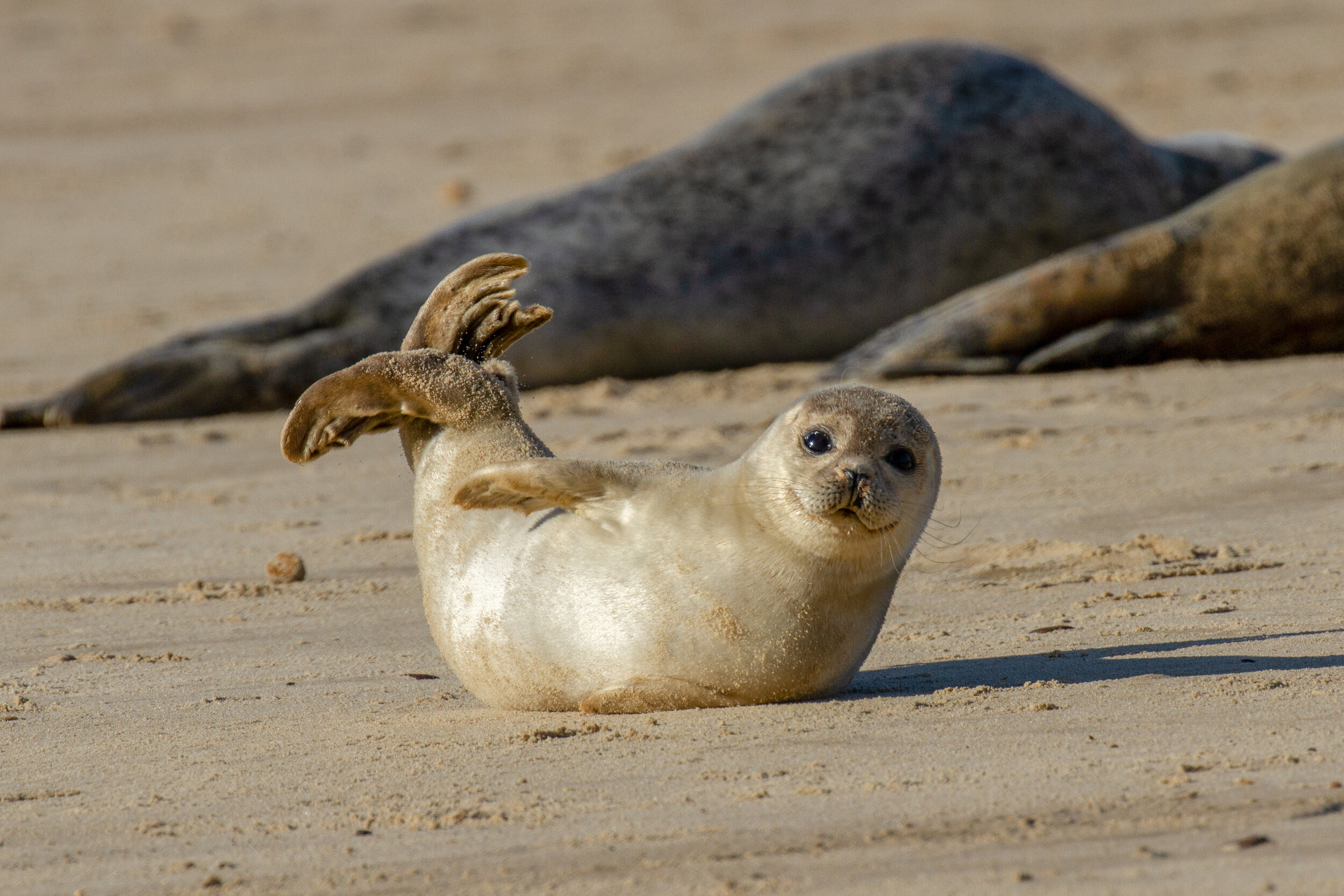 Seals — Horsey Gap